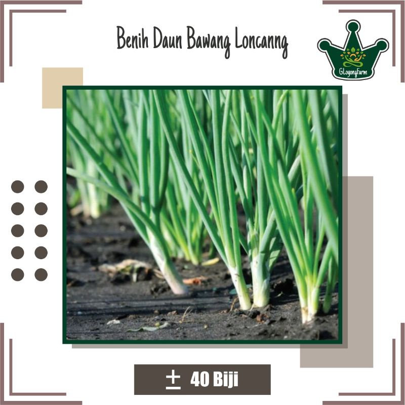 Jual Bibit Sayur Daun Bawang Loncang Gloyong Farm - Benih sayuran ...