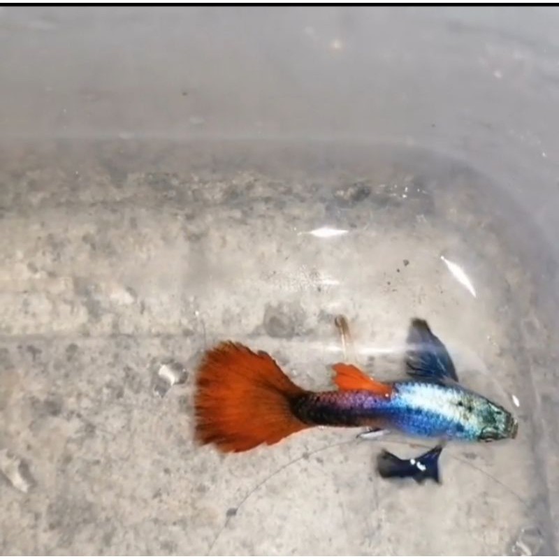 Jual Guppy PRTDE Dumbo | Shopee Indonesia
