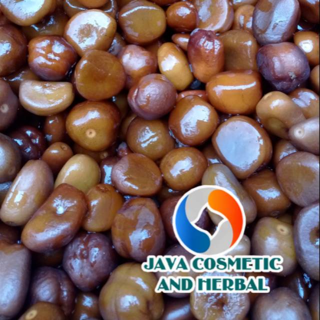 Jual BIJI SALAK PONDOH 1 KG / BIBIT SALAK PONDOH | Shopee Indonesia