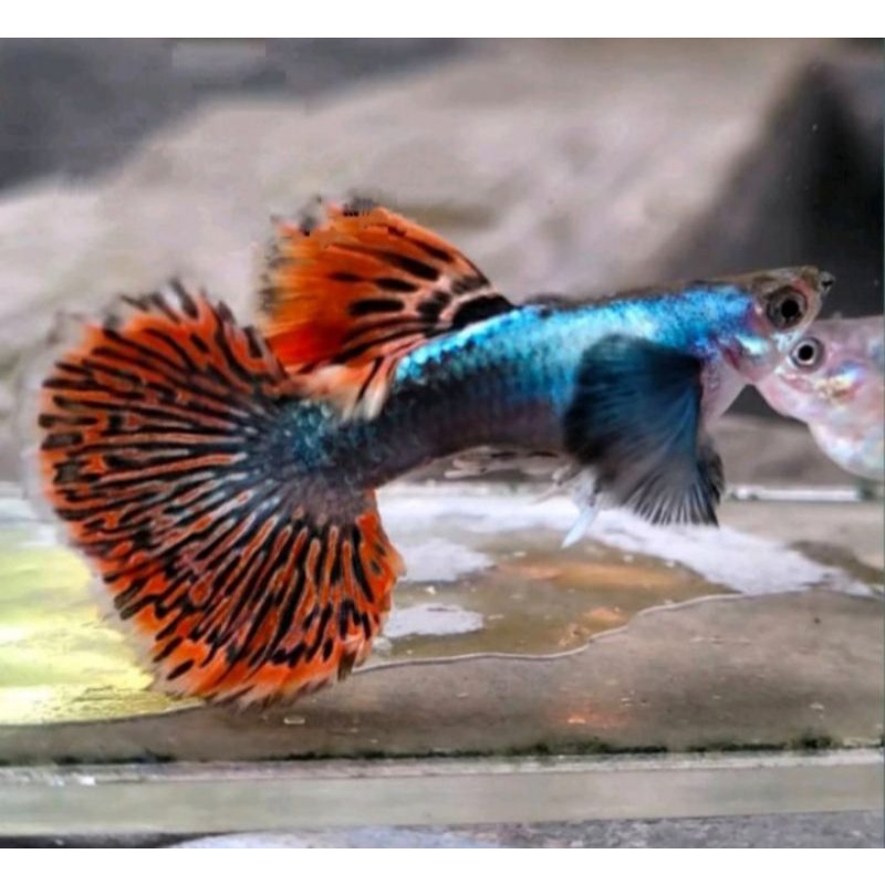 Jual Ikan hias guppy platinum red mozaik big ear | Shopee Indonesia