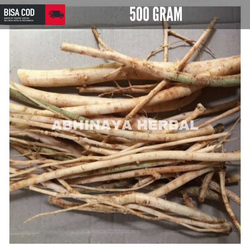 Jual Akar pepaya segar - akar gandul segar 500 gram | Shopee Indonesia