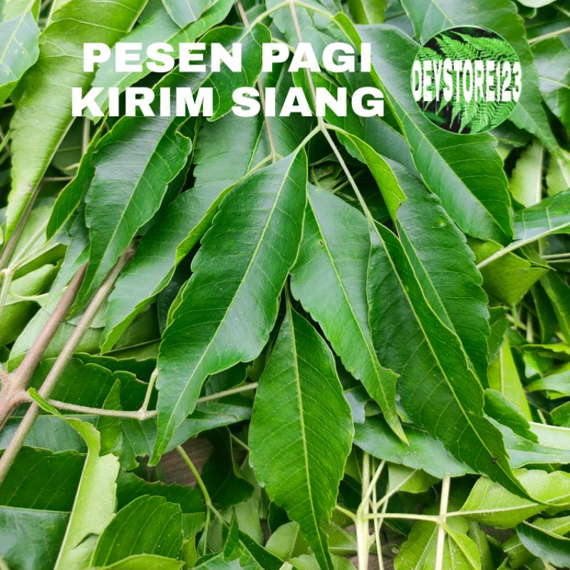 Jual Jual daun mindi segar 1 kg murah | Shopee Indonesia