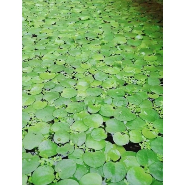 Jual Amazon Frogbit Tanaman Aquascape Tanaman Aquarium Daun Frogbit Apu ...