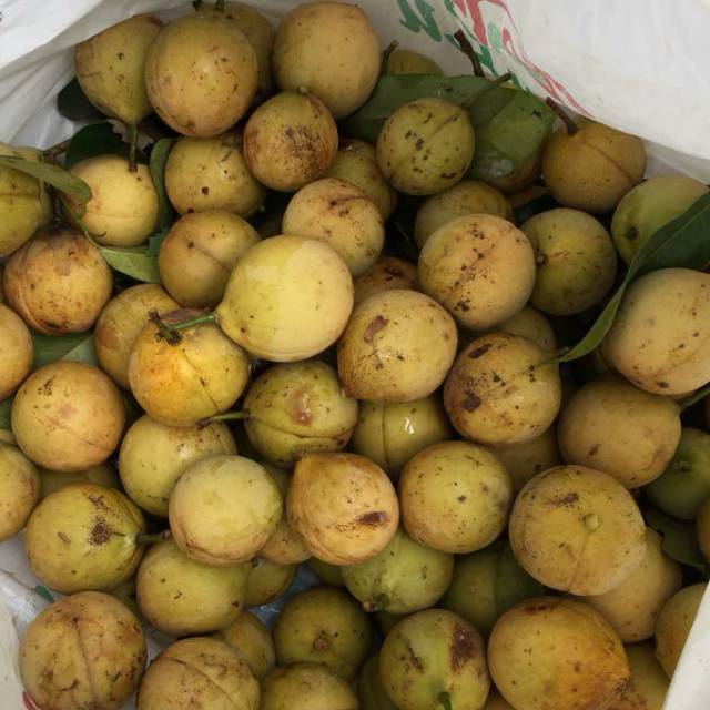Jual Buah Pala Muda 1kg Fresh | Shopee Indonesia