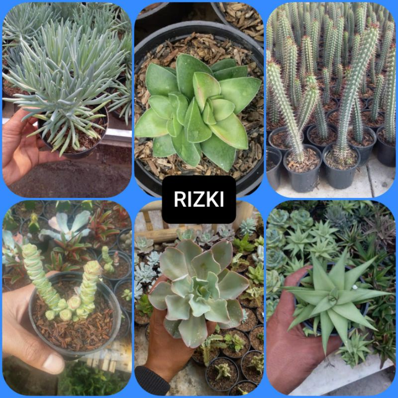 Jual scullen on pot 10cm | Shopee Indonesia