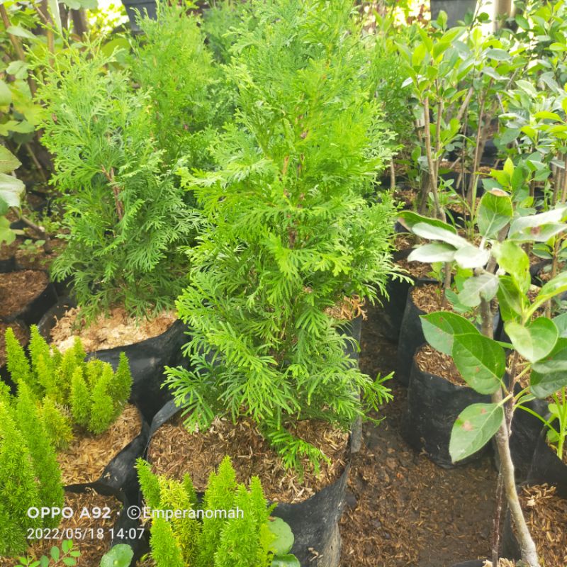 Jual Bibit Tanaman Hias Cemara Wangi Cemara Rentes Super Original ...