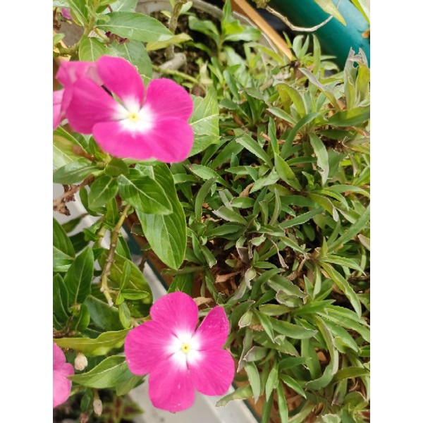 Jual VINCA/TAPAK DARA TANAMAN HIDUP ASLI BUNGA REAL PICT NO FILTER ...