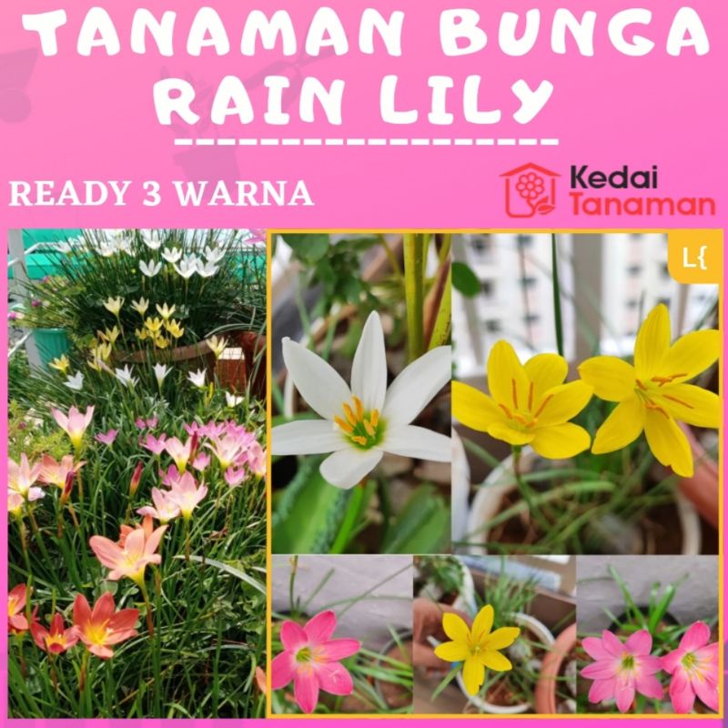 Jual Bunga RAIN LILY - Tanaman Hidup Bunga Hias Rain Lily - Tanaman ...