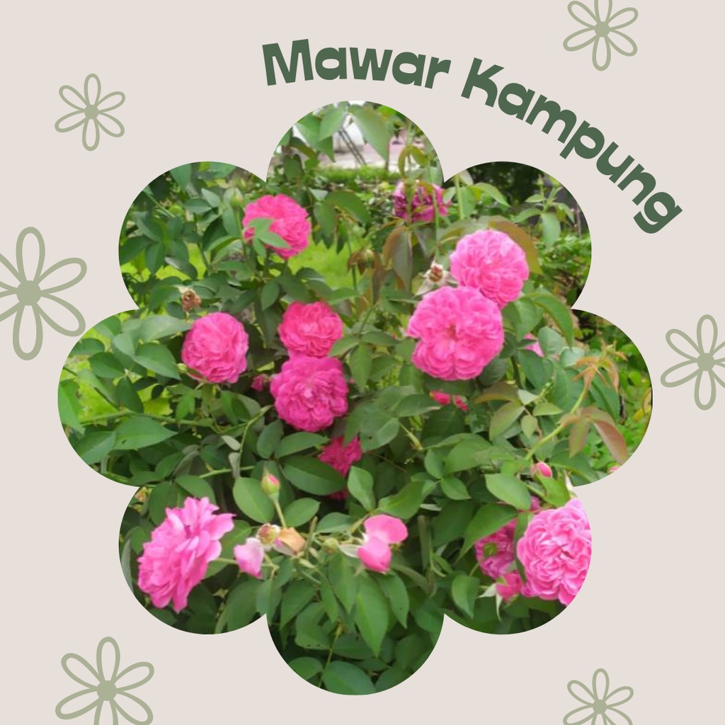 Jual Tanaman Hias Mawar Kampung Bibit Bunga Mawar Kampung Bunga Pink ... Jual Tanaman Hias Mawar Kampung Bibit Bunga Mawar Kampung Bunga Pink ...