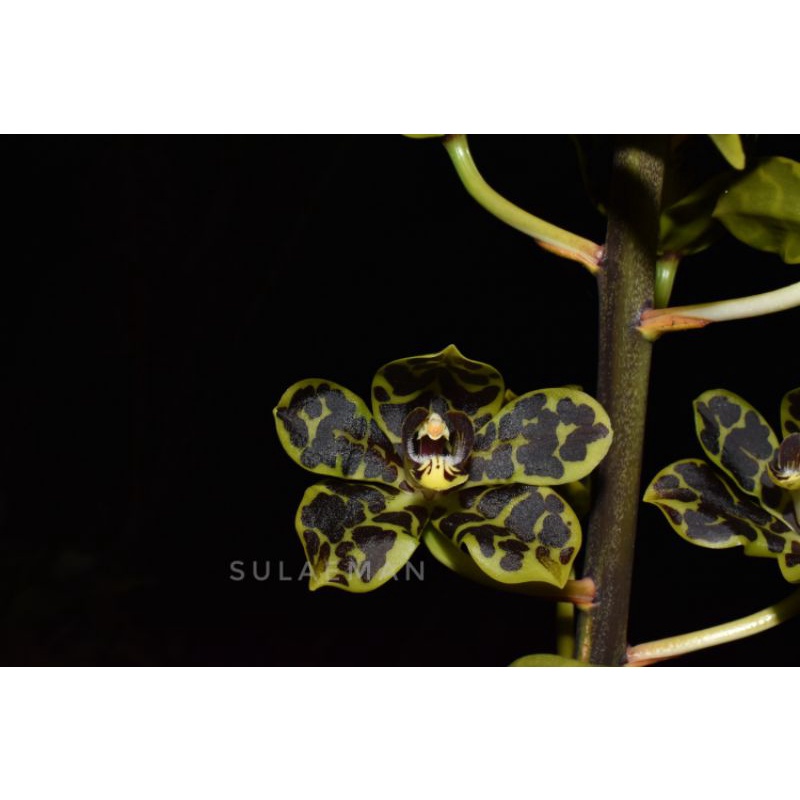 Jual Anggrek Macan/ Grammatophyllum scriptum | Shopee Indonesia