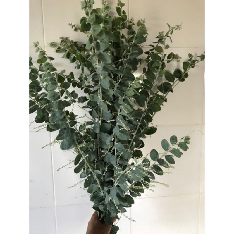 Jual Daun memusa Potong fresh ( per ikat isi 10 batang) | Shopee Indonesia