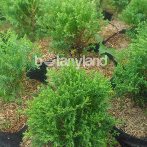 Jual Cemara Pua Pua - Cemara PuaPua - Bibit Cemara Pua Pua - Tanaman ...