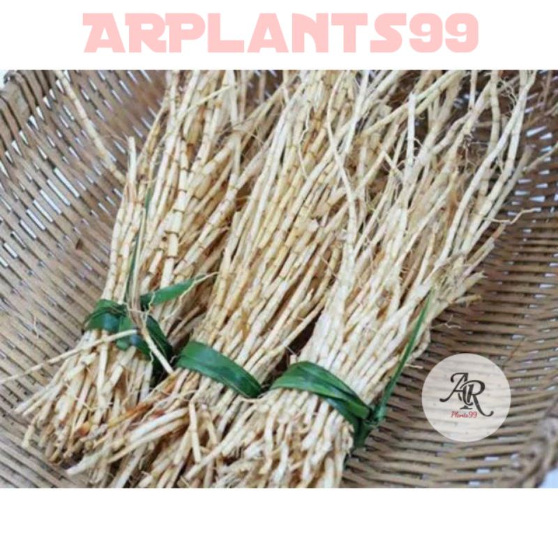 Jual Akar Alang Alang | akar ilalang | akar alang-alang segar 100 gram ...