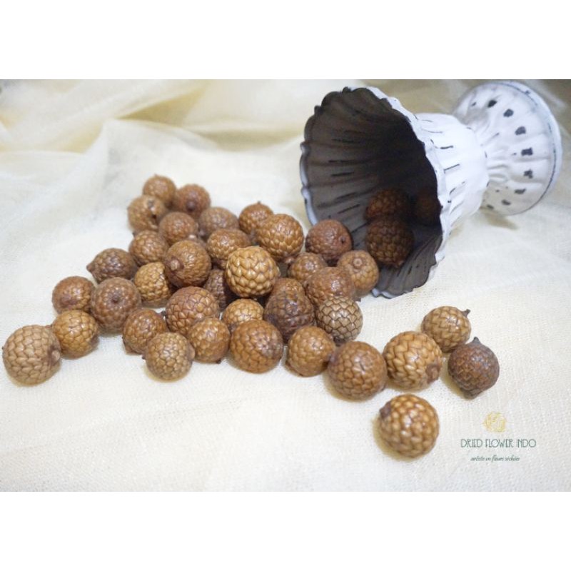 Jual Dried flower jernang rattan pods bunga kering rotan bulat dekorasi ...