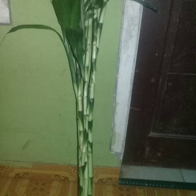 Jual Pohon bambu sri rejeki stekan | Shopee Indonesia