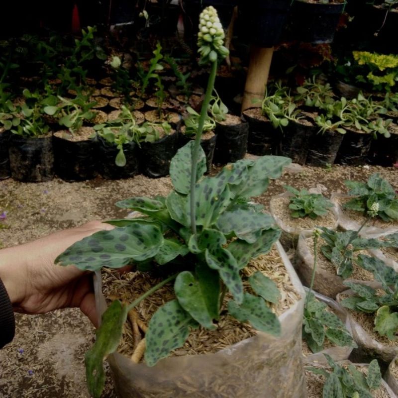 Jual tanaman hias lidah katak drimiopsis maculata | Shopee Indonesia