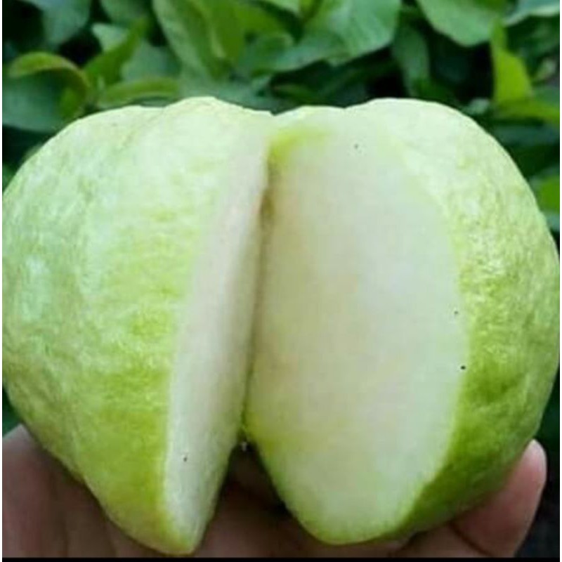 Jual 1 kg Jambu Kristal Tanpa Biji petik di kebun sendiri | Shopee ...