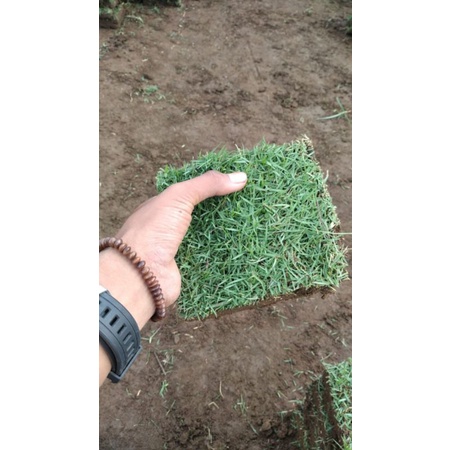 Jual Rumput Jepang 1m2 (100x100cm) UKURAN BULAT 1M2 | Shopee Indonesia