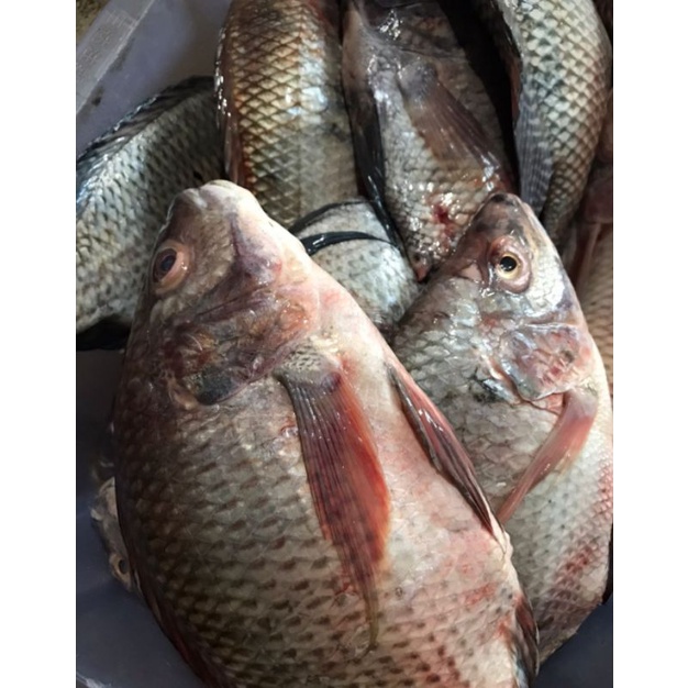 Jual IKAN NILA SEGAR 1 KG | Shopee Indonesia