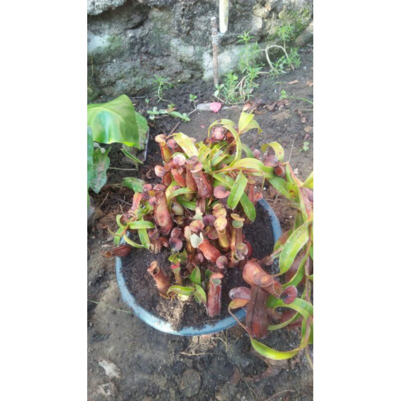 Jual nephentes / kanting semar | Shopee Indonesia