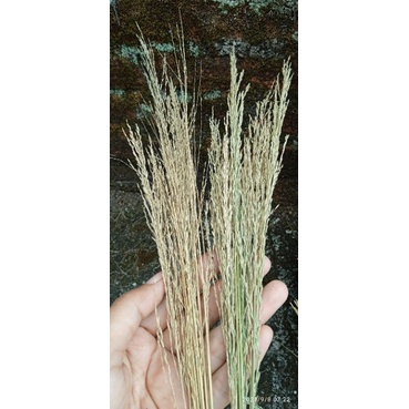Jual (10tangkai)dried padi padian asli cantik properti foto dekorasi ...