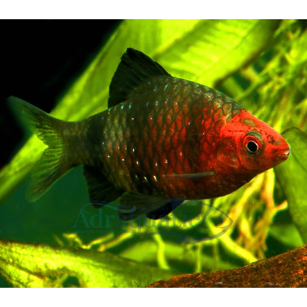 Jual (INSTANT BANDUNG) IKAN HIAS NIGGER BARB SUMATRA SUMATERA BLACK RUBY PETHIA NIGROFASCIATA ...
