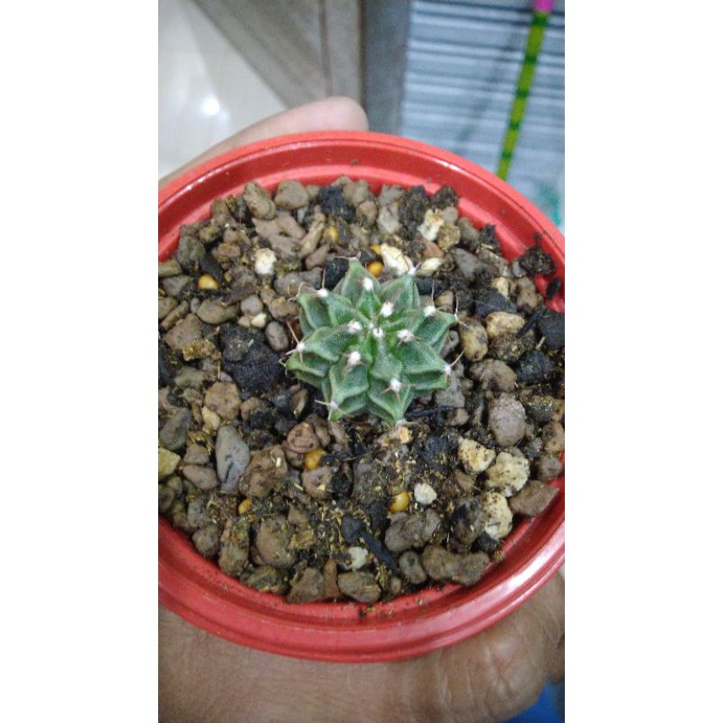 Jual gimno hibrid | Shopee Indonesia