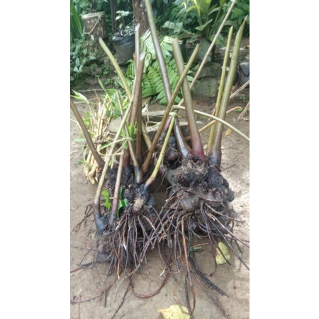 Jual BIBIT BONGGOL PAKIS KEBO, PAKIS KERBAU,PAKIS PAKU PAKUAN | Shopee ...