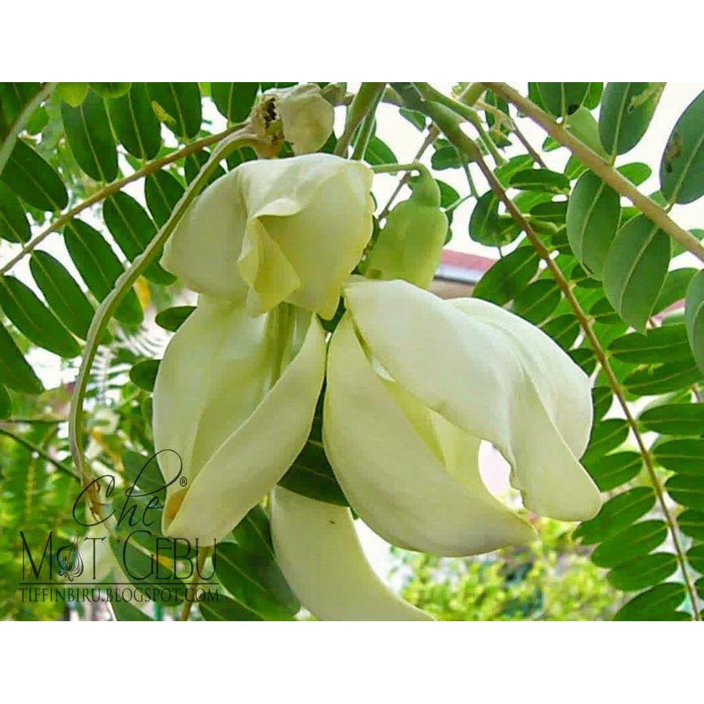 Jual 20 biji tanamaan sayur turi putih Seeds/benih biji | Shopee Indonesia