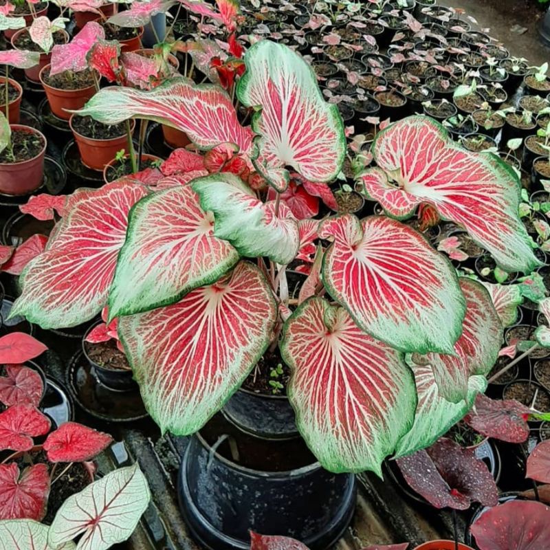 Jual Tanaman hias caladium Flying Garuda | Shopee Indonesia