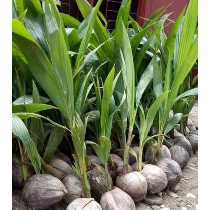 Jual bibit kelapa genjah entok(super genjahnya) | Shopee Indonesia