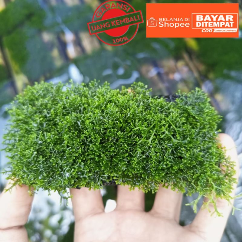 Jual ricardia moss aquascape media lempeng | Shopee Indonesia