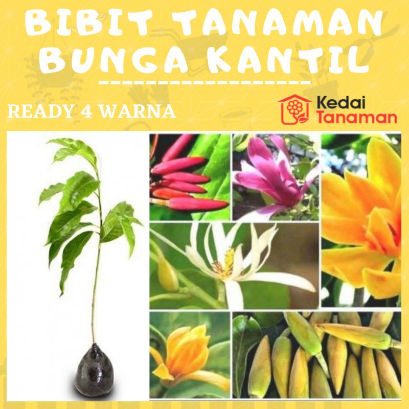 Jual Bibit Tanaman Hidup Bunga Hias KANTIL | Shopee Indonesia