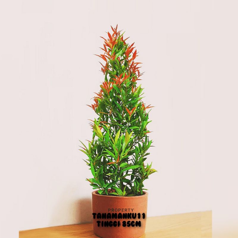 Jual tanaman pucuk merah tinggi 80 cm rimbun besar stok sekarang ...