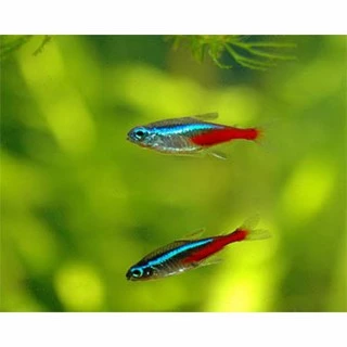 Jual Ikan Neon Terlengkap & Harga Terbaru Juli 2025 | Shopee Indonesia