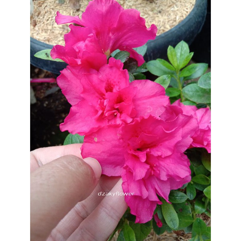 Jual bunga azalea pink putih ungu pink tumpuk dll | Shopee Indonesia