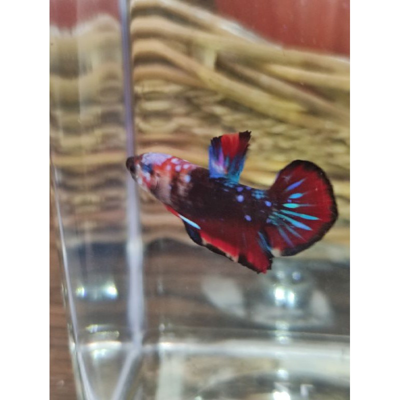 Jual Avatar Nemo Male | Shopee Indonesia