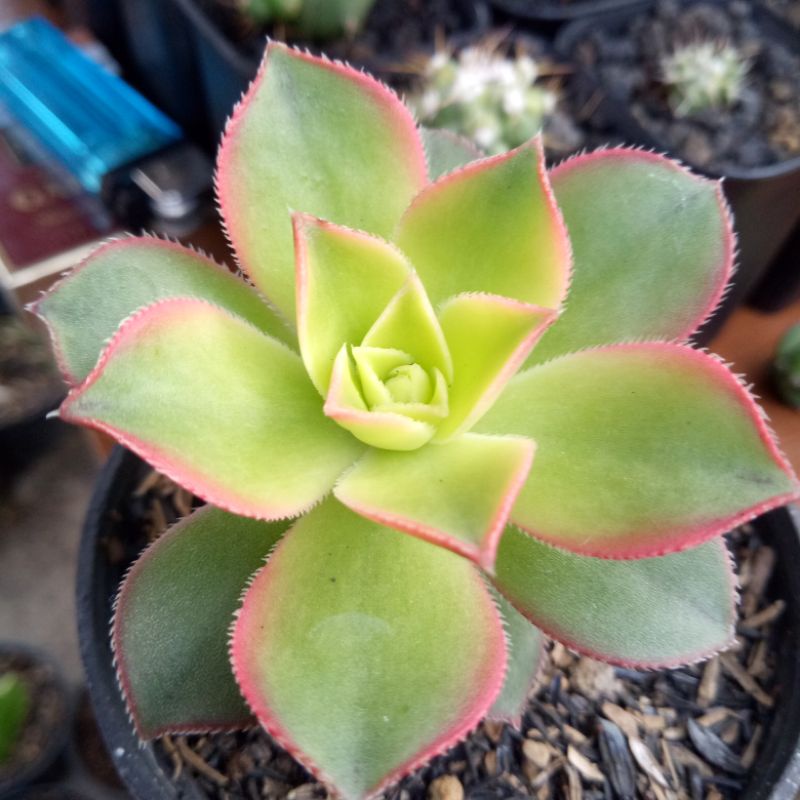 Jual sekulen mini kiwi / tanaman hias / kaktus | Shopee Indonesia