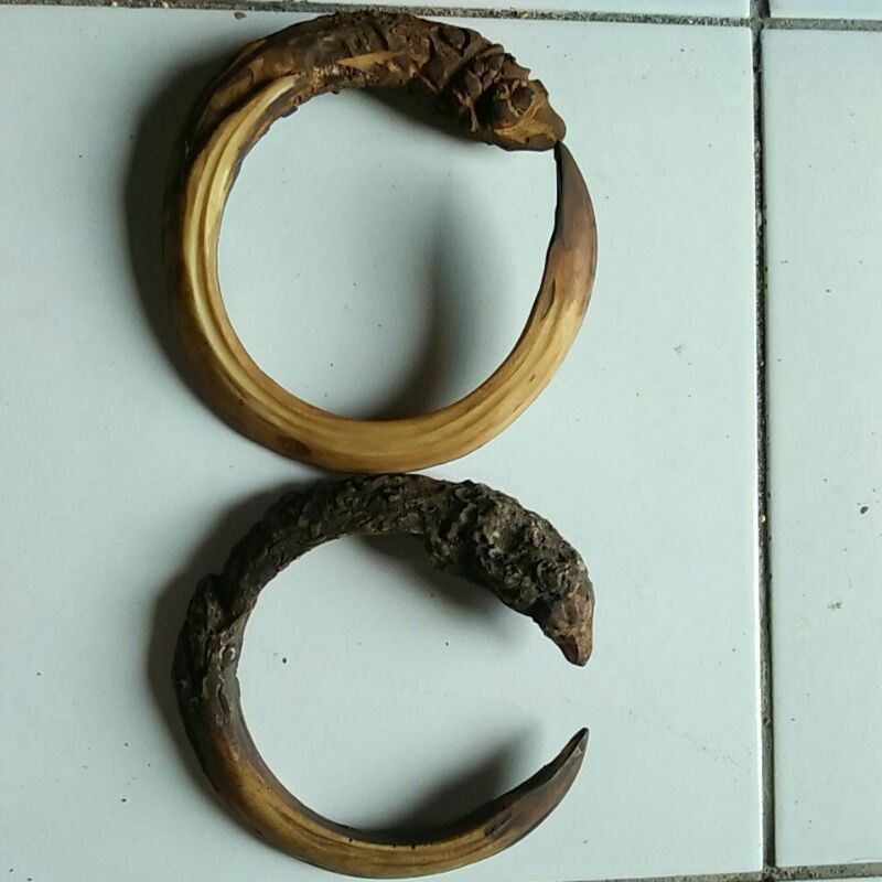 Jual taring babi melingkar mati ngurak kalung etnik koleksi suku dayak ...