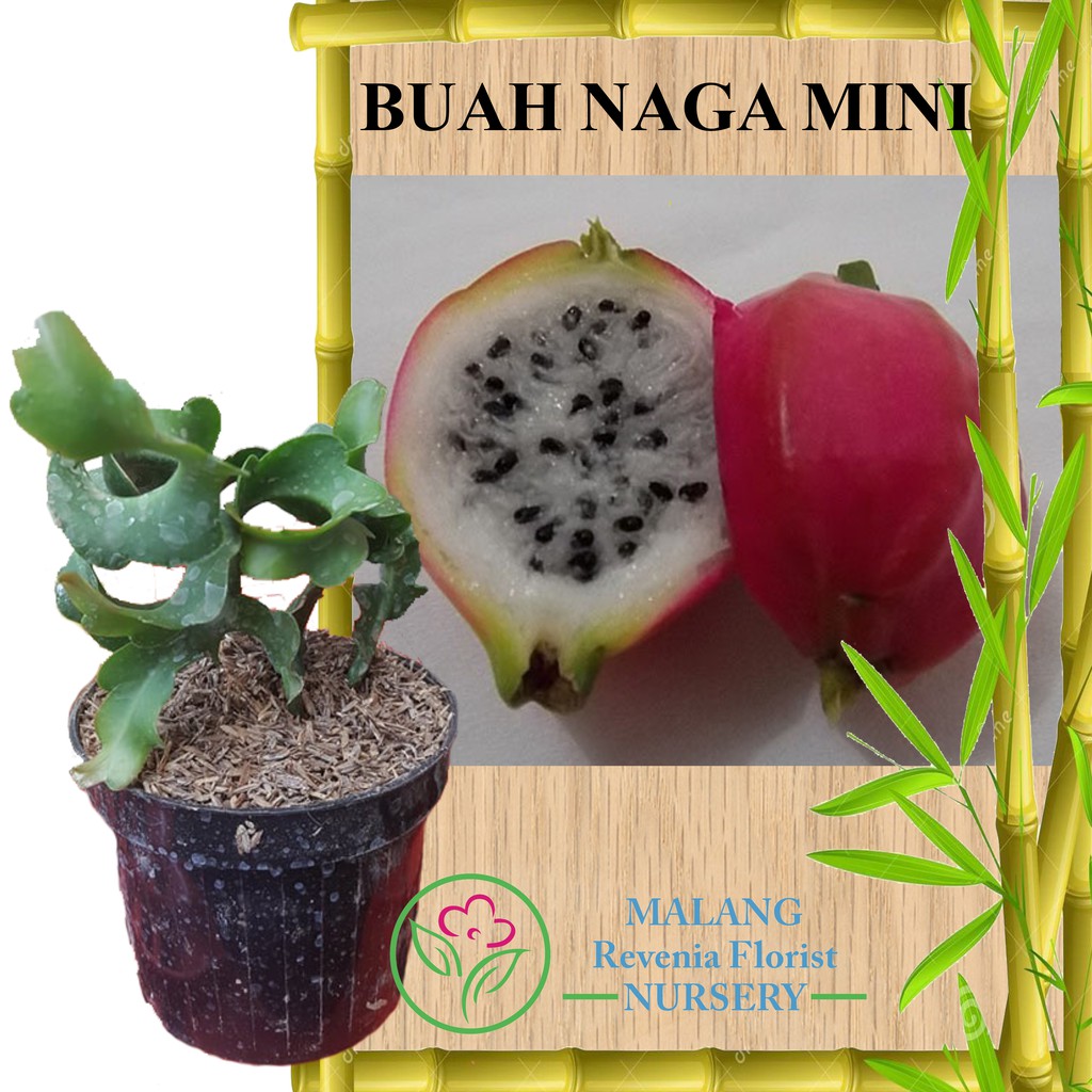 Jual Tanaman Buah Naga Mini | Shopee Indonesia