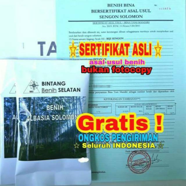 Jual Albazia solomon f1 biji sengon solomon sengon solomon jaguar bibit ...