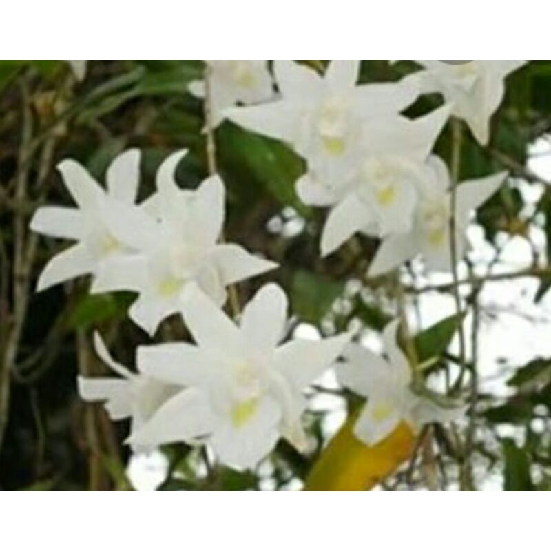 Jual anggrek merpati dewasa | Shopee Indonesia