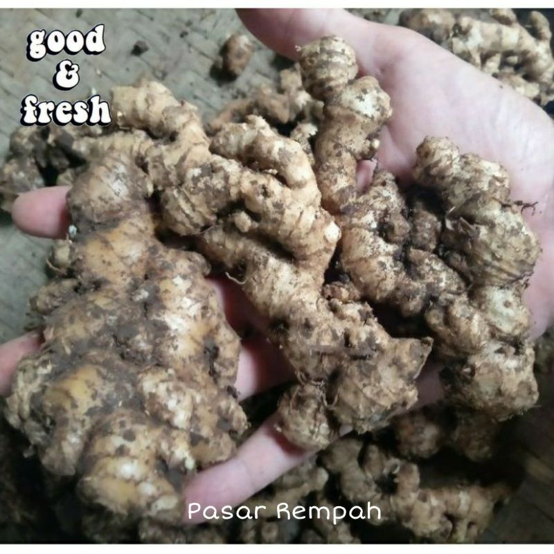 Jual Jahe Emprit 1 Kg Jahe Emprit Segar | Shopee Indonesia Jual Jahe Emprit 1 Kg Jahe Emprit Segar | Shopee Indonesia