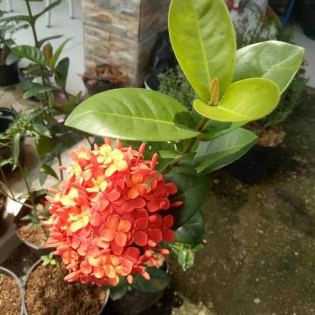 Jual Tanaman hias asoka hawai bunga orange - tanaman soka orange ...