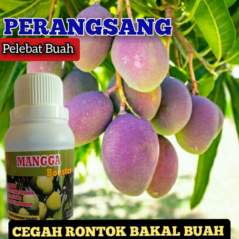 Jual Pupuk Mangga Booster Perangsang Pelebat Buah Mangga Semprot dan Kocor | Shopee Indonesia