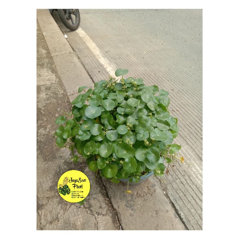 Jual TANAMAN HERBAL DAUN ANTANAN/TANAMAN HERBAL PEGAGAN | Shopee Indonesia