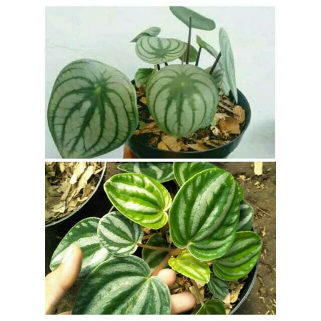Jual Paket 2 tanaman hias peperomia (HERMAN FLORA) | Shopee Indonesia