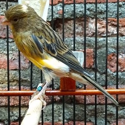 Jual BURUNG KENARI AF SUPER AFS RASA F1 YS SEPASANG JANTAN BETINA ...