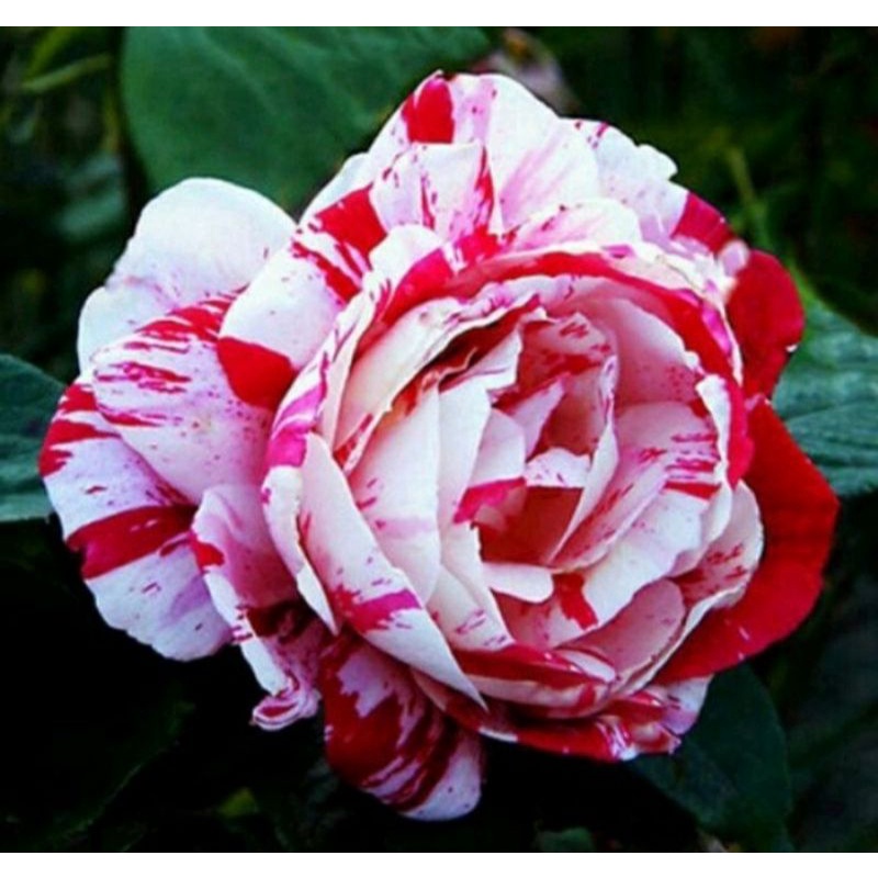 Jual Mawar batik sutin | Shopee Indonesia