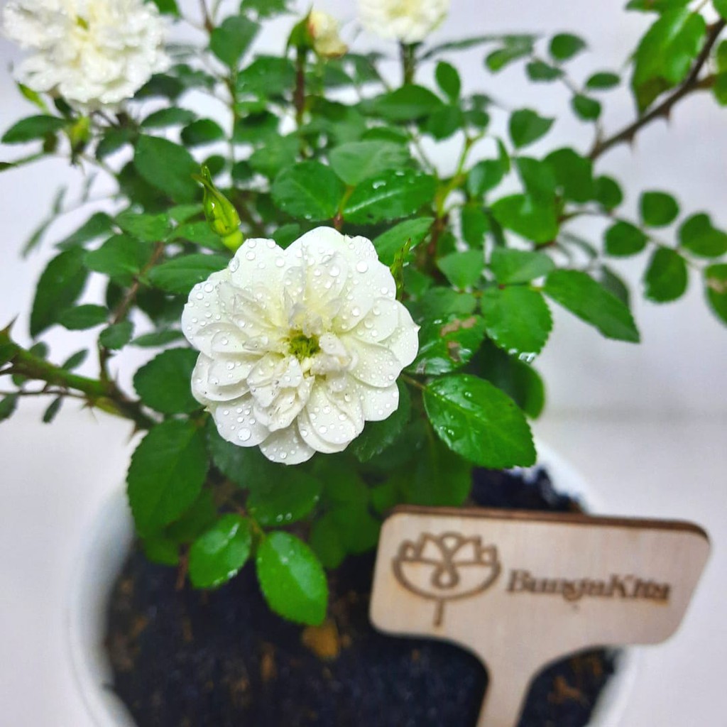 Jual Tanaman Hias Bunga MAWAR BABY PUTIH | Green Ice | Shopee Indonesia